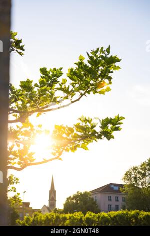 Sun shining through the leaves with the Constance Minster in the ...