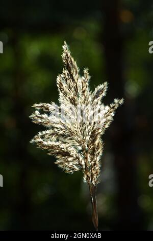 Penetrated by the sun and like a burning panicle of reeds. A picture in ...