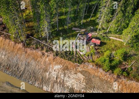 Pine forest harvesting machine at work during clearing of a plantation ...