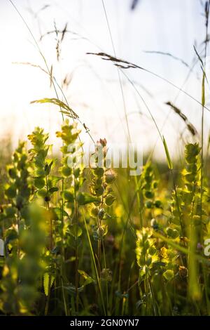 Closeup shot of Yellow rattle in the field Stock Photo - Alamy