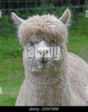 Adult alpaca standing in a field, selective focus Stock Photo - Alamy