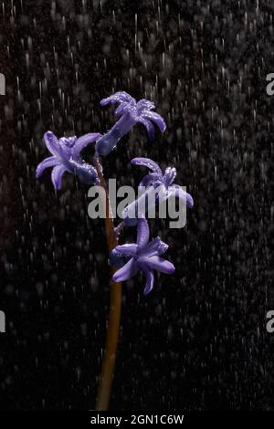 Close-up of blue geacinth flower with dew drops on black background ...