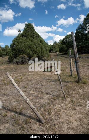An old wooden trough in which a large amount of grain is poured for ...