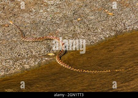 Bull snake, Pituophis catenifer, crossing a road, Badlands, North ...