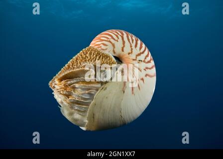 Pearly nautilus (Nautilus pompilius), Great Barrier Reef, exempt ...