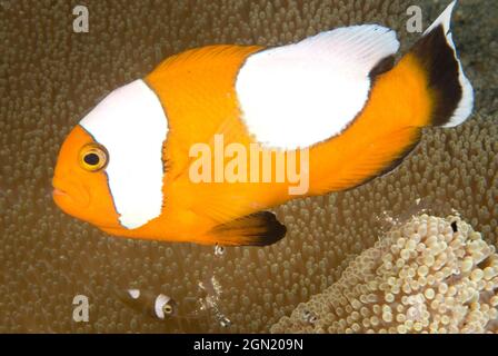 Saddleback clownfish (Amphiprion polymnus) from Cabilao, the ...