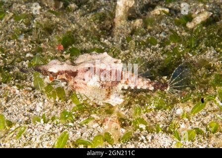 Seamoth, Eurypegasus draconis, Pegasidae Family, Sedam dive site, Amed ...
