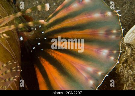 Spiny rays of the dorsal fin, venomous, common lionfish (Pterois miles ...