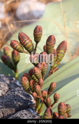 Angola; southern part of Namibe Province; popular beach in Namibe town ...