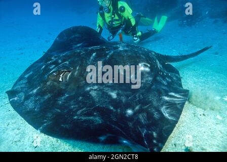 Short-tail Stingray on bottom - False Bay South Africa Stock Photo - Alamy