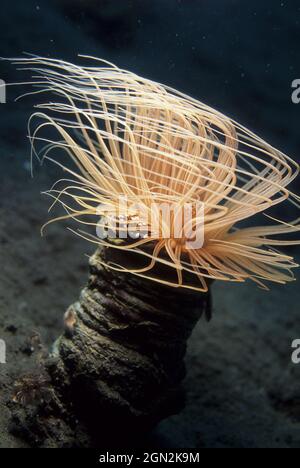 Burrowing anemone (Cerianthus sp.) has two whorls of tentacles Stock ...