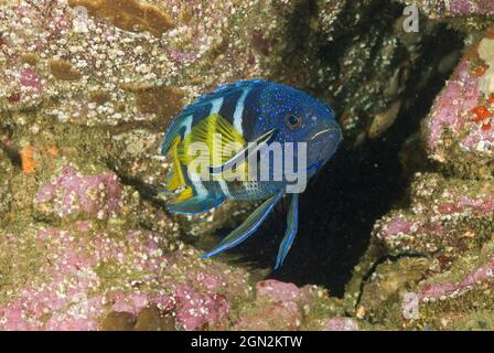 Eastern blue devil fish Paraplesiops bleekeri About 20 blue devil ...
