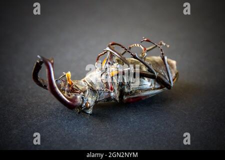 Dried european stag beetle on black background Stock Photo - Alamy