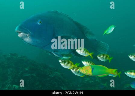 Eastern blue groper (Achoerodus viridis), being cleaned by a smaller ...
