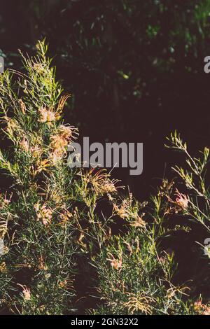native Australian semper florens grevillea plant outdoor in beautiful ...