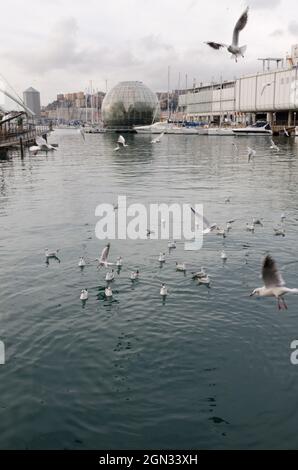 seagulls in ancient harbour in Genoa italy Stock Photo - Alamy