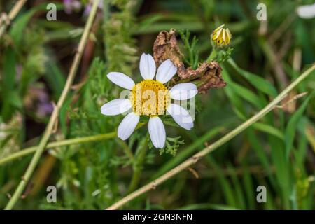 Anacyclus clavatus, Whitebuttons Flower Stock Photo - Alamy