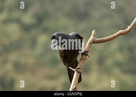 Large-billed crow Corvus macrorhynchos japonensis taking flight. Lake ...