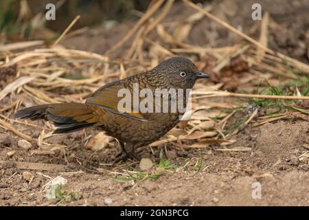 Scaly Laughingthrush, Trochalopteron subunicolor, Singhalila National ...