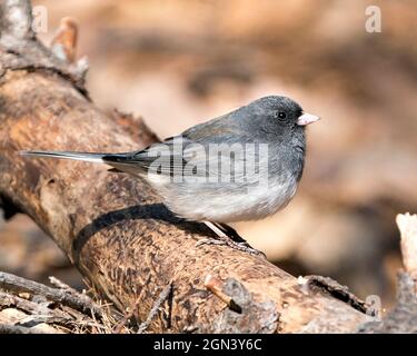 Close-up of a Dark-eyed Junco bird sitting on a detailed stone Stock ...