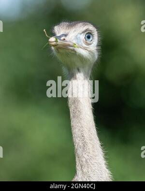 greater rhea (Rhea americana), male and female eating in a corn field ...