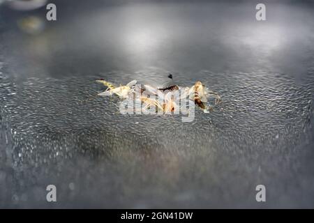 Closeup shot of a group of insects floating in the water Stock Photo ...