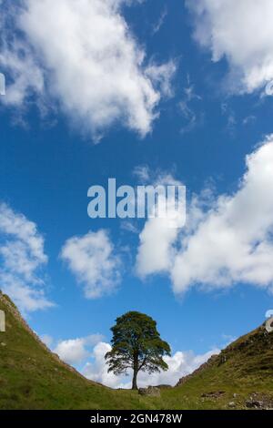 Hadrians wall Robin Hoods tree Sycamore Gap tree famous Robin Hoods ...