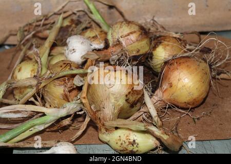Onions pulled up out of vegetable garden ready to be hung Stock Photo ...