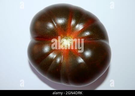 Tomato primora isolated on light background Stock Photo - Alamy