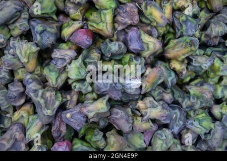 Water chestnut, singhara, paniphal, plant, water plant, Ling nut, Trapa ...