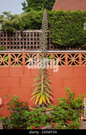 A giant pink Tree Echium Stock Photo - Alamy
