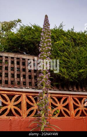 A giant pink Tree Echium Stock Photo - Alamy