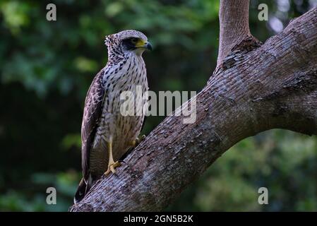 Crested Serpent agle Bird Stock Photo - Alamy