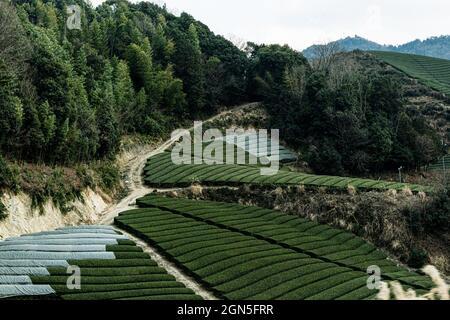 A view of the terraced tea fields that produce the crop for the Obubu ...