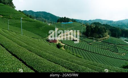 Uji tea plantation, Ishidera, Wazuka, Japan Stock Photo - Alamy