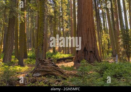 Lush Sequoia tree grove at Sequoia National Park, California, USA Stock ...