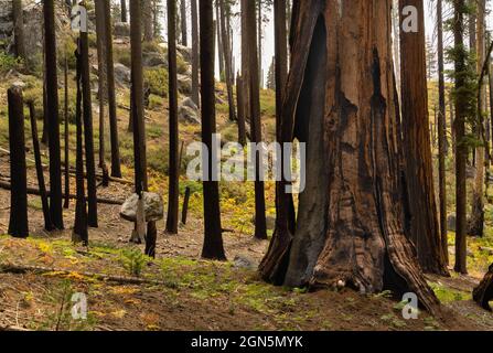 Damaged, burnt Sequoia trees from 2020 Castle Fire at Sequoia National ...