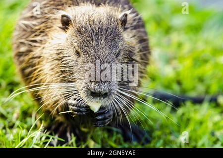 Closeup of a cute tiny coypu eating a small piece of red apple outdoors ...