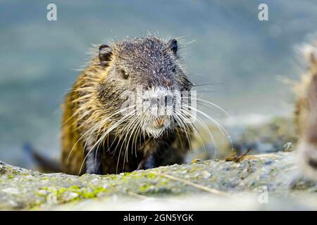 Closeup of a cute fluffy coypu animal eating a piece of apple in the ...