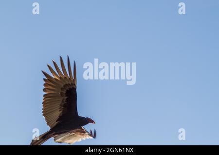 Turkey vulture Cathartes aura near Playa Giron village, Cuba Stock ...