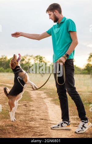 Unrecognizable owner man training purebred beagle wearing leash. Family ...