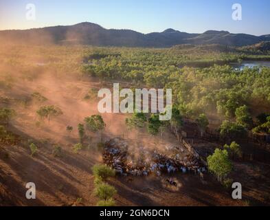 CATTLE MUSTER IN OUTBACK AUSTRALIA Stock Photo - Alamy