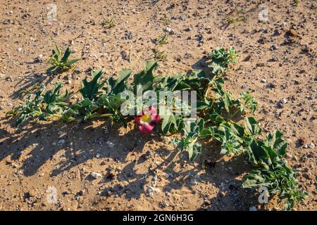 Devil’s Claw or grapple plant (Harpagophytum procumbens) medicinal ...