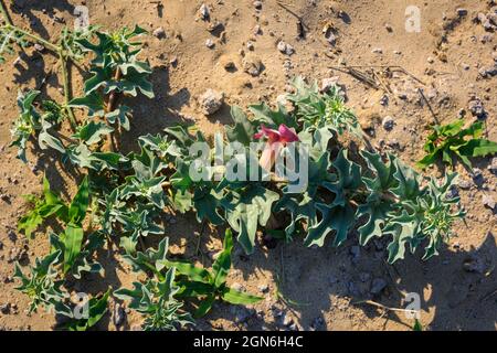 Devil’s Claw or grapple plant (Harpagophytum procumbens) medicinal ...