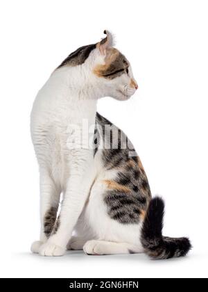 Amazing spotted pattern American Curl Shorthair cat, sitting up side ...