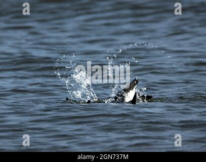 A Razorbill dives underwater to pursue fish prey. This member of the ...