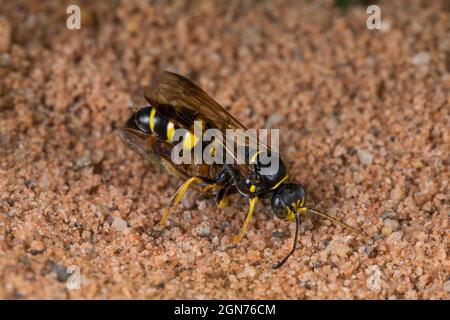Digger Wasp Gorytes laticinctus female entering her nest in a sandpit ...