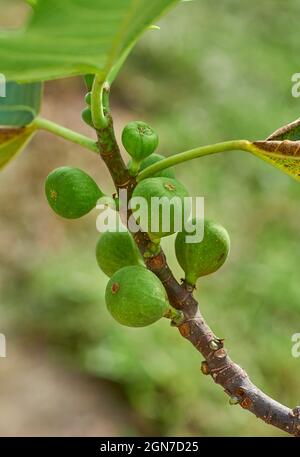 Branch of a fig tree with a bunch of delicious fruit growing and large ...
