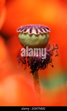 Opium poppy flower seeds capsule close up Stock Photo - Alamy