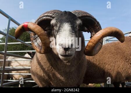 Blackface rams in sheep pens at upland show, Falstone Border Shepherd ...